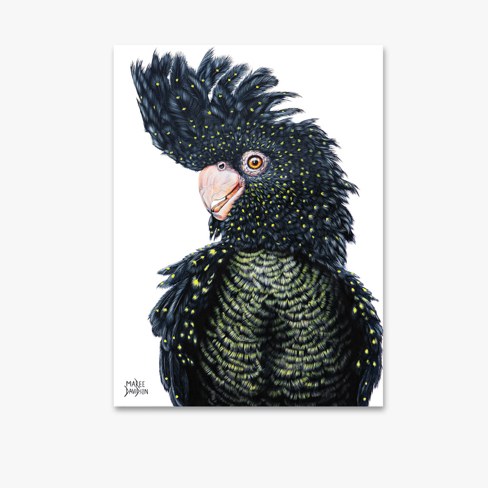 Luna the Black Cockatoo - Canvas Print