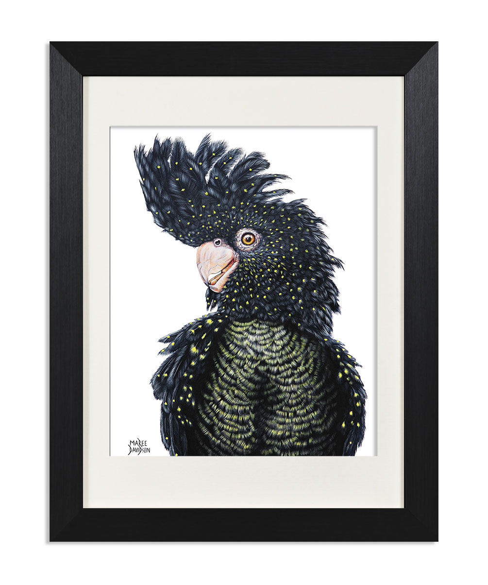 Luna the Black Cockatoo - Print