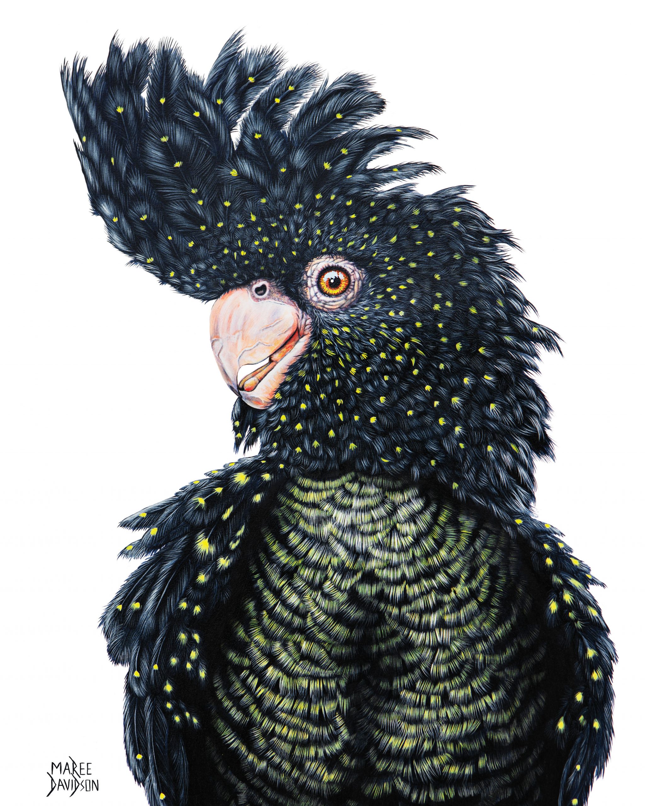 Luna the Black Cockatoo - Print
