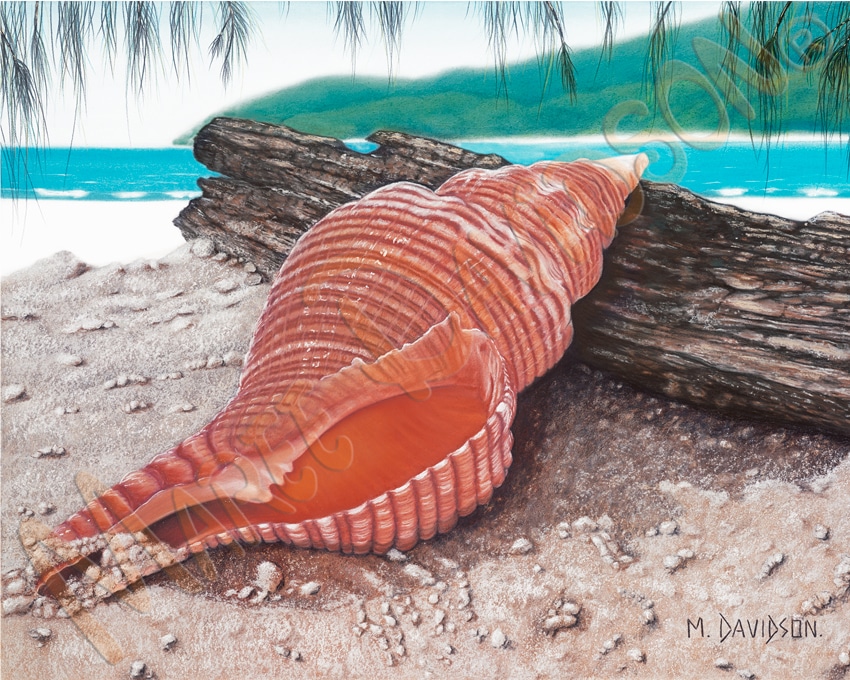 Song of the Sea Seashell - Print